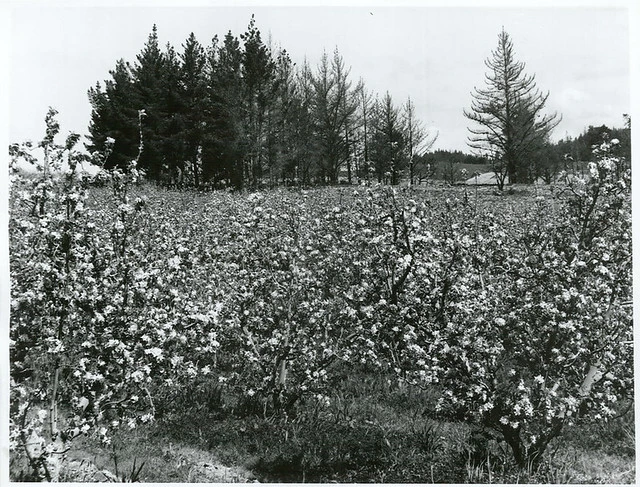 Apple trees in blossom, Mapua District, Nelson | Record | DigitalNZ