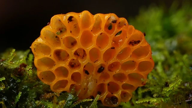 Orange Pore Fungus - Favolaschia calocera | Record | DigitalNZ