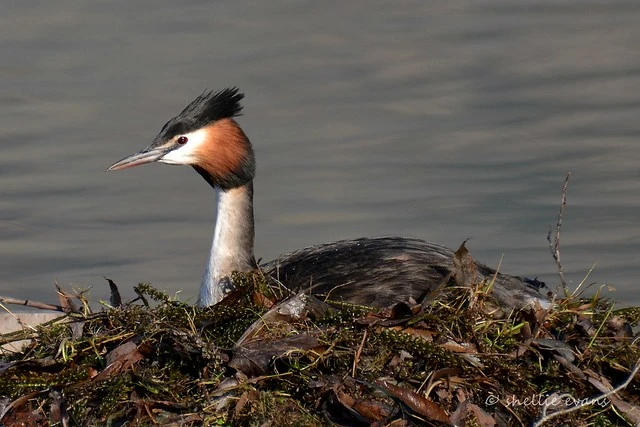 Australasian Crested Grebe/Kamana - Lake Wanaka, NZ | Record | DigitalNZ