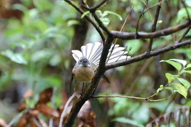 Orakei Karako park - "Hidden Valley" | Record | DigitalNZ