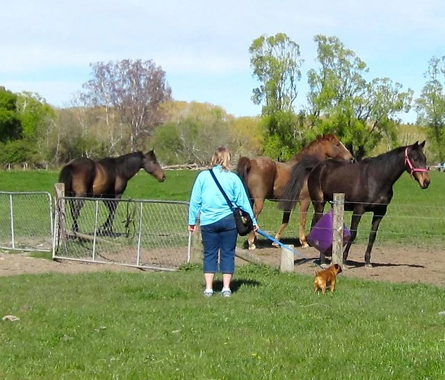 The NRG + Great Dog Walk | Record | DigitalNZ