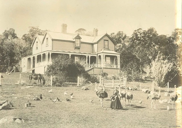 Ostrich Farm, possibly Auckland area c1906 | Record | DigitalNZ