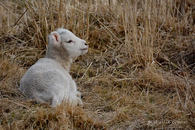 Spring Lamb, St Bathans, central Otago | Record | DigitalNZ