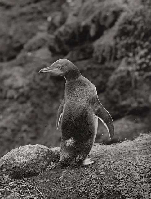 Hoiho, Yellow-Crowned Penguin, 1952 | Record | DigitalNZ