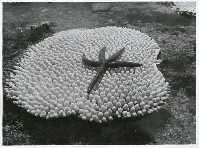 Coral formation on the reef at Rarotonga | Record | DigitalNZ
