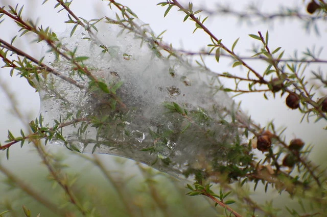 Orakei Karako park - "Hidden Valley" | Record | DigitalNZ