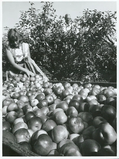 A picker unloading apples into a tractor to be taken to the packing ...