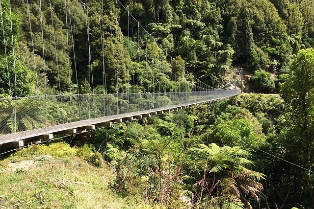 Timber Trail Cycleway, Pureora Forest, New Zealand | Record | DigitalNZ
