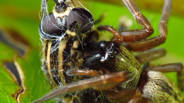 Badumna longinqua (Grey or Brown House Spider) | Record | DigitalNZ