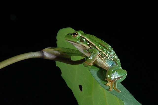 Australian green tree frog (Hyla aurea) | Record | DigitalNZ