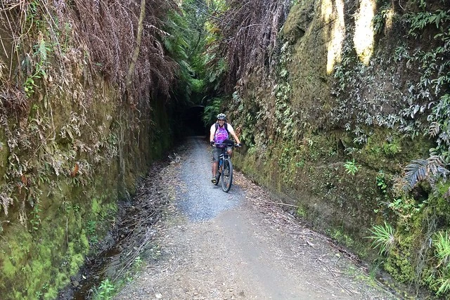 Timber Trail Cycleway, Pureora Forest, New Zealand | Record | DigitalNZ