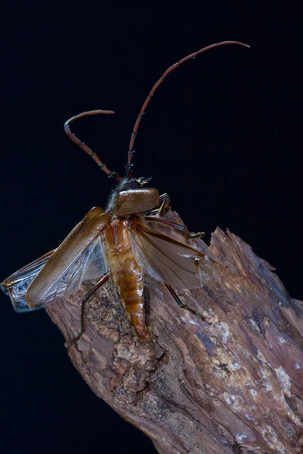 Kanuka longhorn beetle (Ochrocydus huttoni) | Record | DigitalNZ