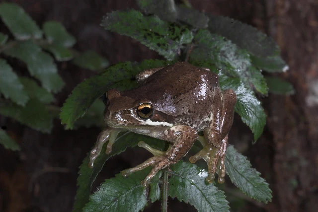Australian brown tree frog or whistling frog (Litoria ewingi) | Record ...