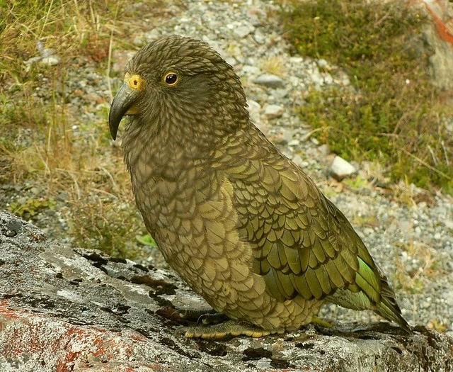 New Zealands alpine parrot, the Kea | Record | DigitalNZ