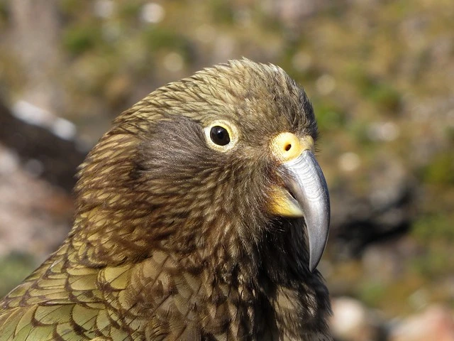 New Zealands alpine parrot, the Kea | Record | DigitalNZ