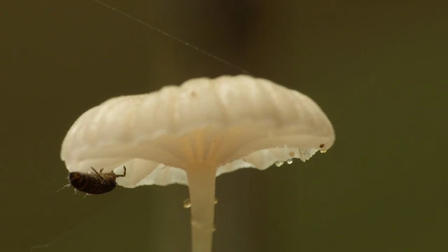What is it with bugs and fungi ? | Record | DigitalNZ