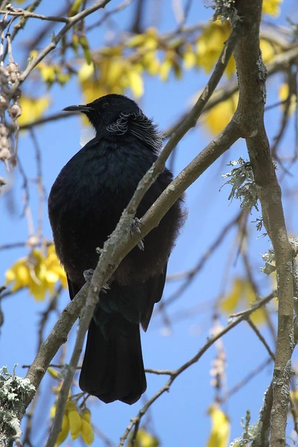 Tui7 | Record | DigitalNZ