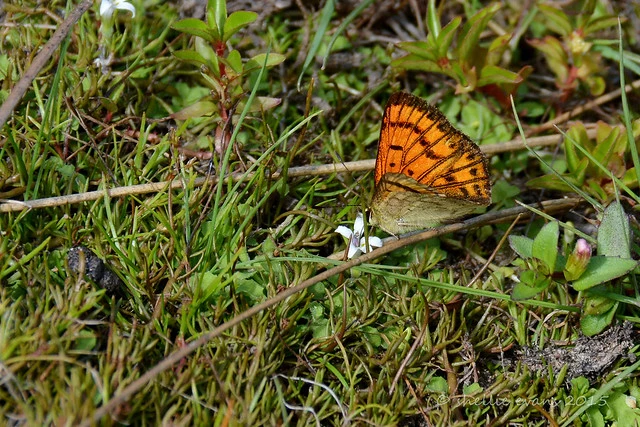 Common Copper Butterfly | Record | DigitalNZ