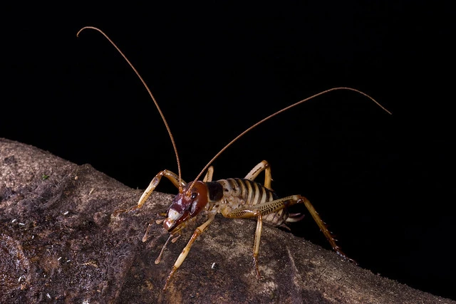 Tree weta (Hemideina sp) | Record | DigitalNZ