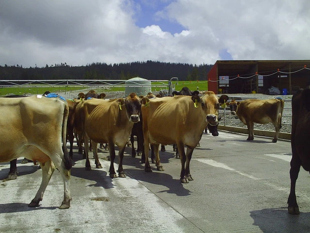 Kiwi Cross cows | Record | DigitalNZ