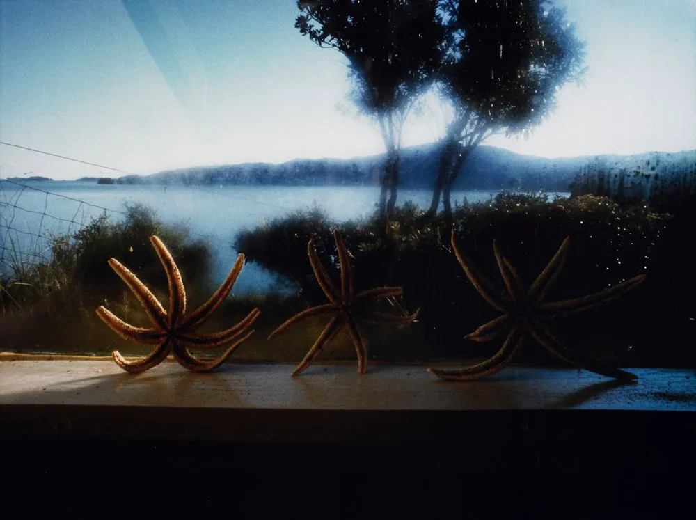 Three starfish on a windowsill | Record | DigitalNZ