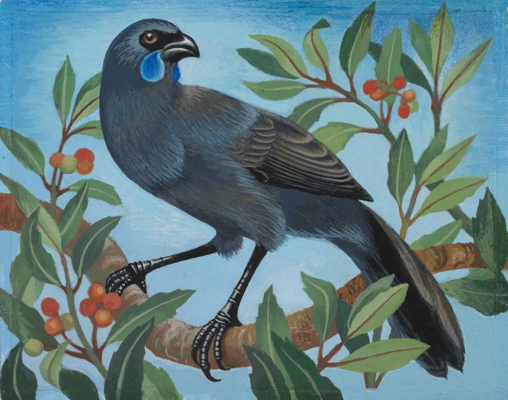 North Island Kokako | Record | DigitalNZ