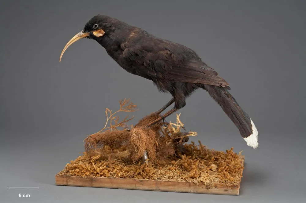 Huia, Heteralocha acutirostris | Record | DigitalNZ