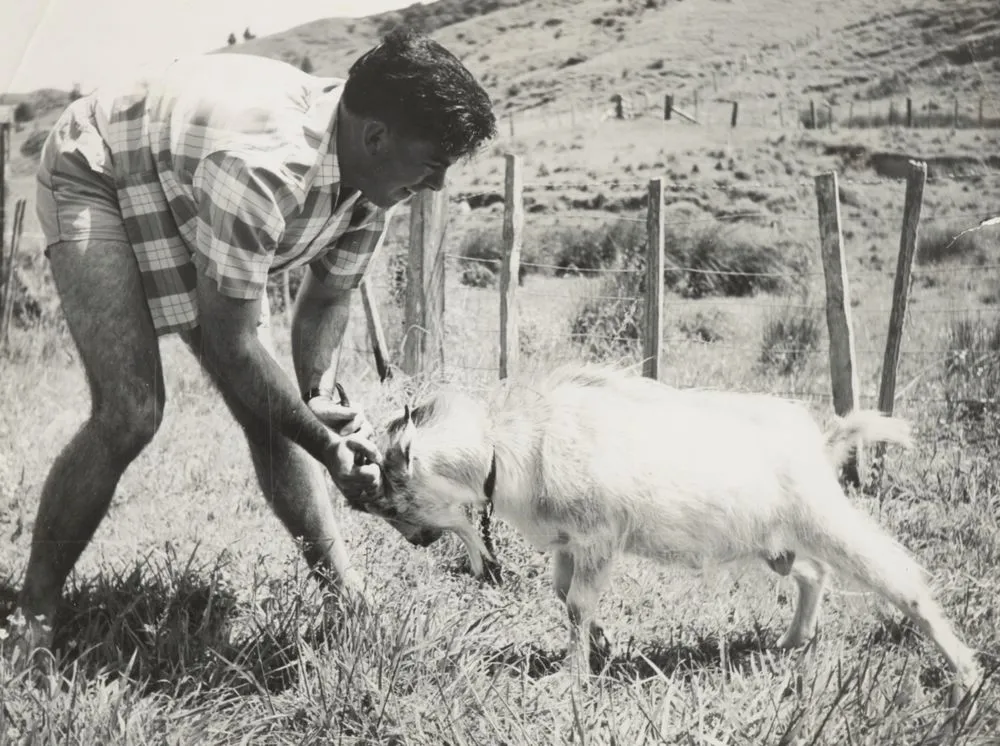 Billy goat, Northland | Record | DigitalNZ