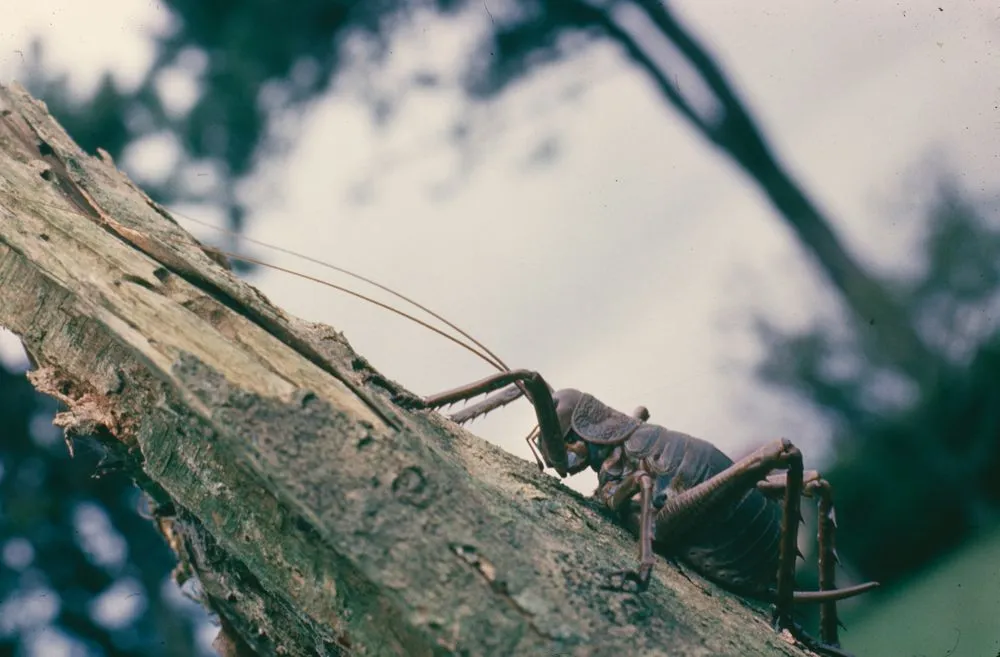 Giant weta female (Deinacrida hetaracantha) | Record | DigitalNZ