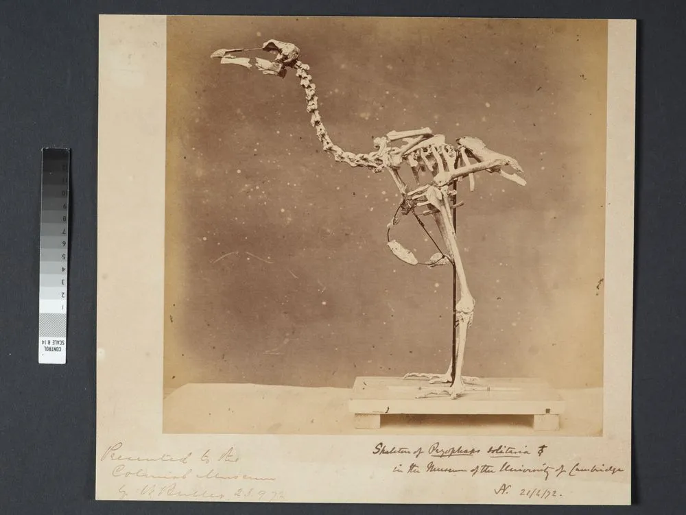 Skeleton of Pezophaps solitaria / Rodrigues solitaire | Record | DigitalNZ