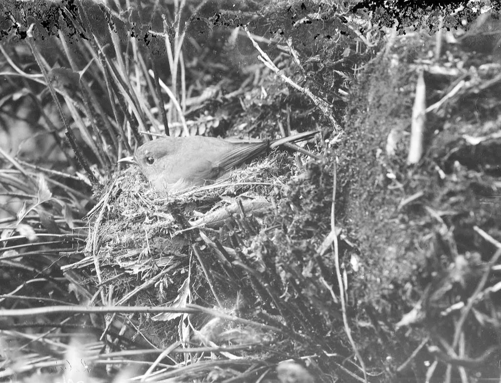 Petroica australis (?) or Robin (Passeriformes) | Record | DigitalNZ