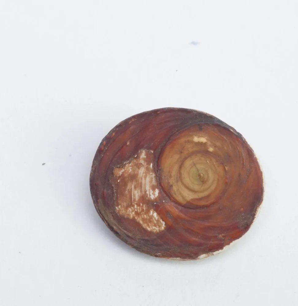 Brown cat's eye shell | Record | DigitalNZ