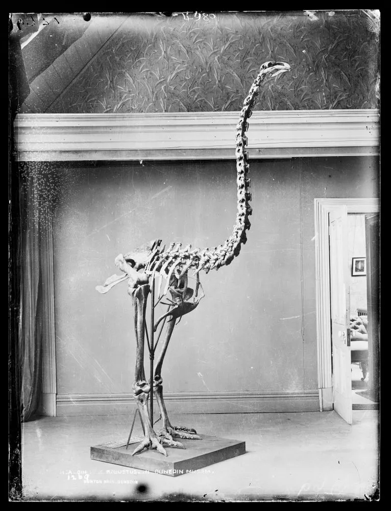 Moa, Dinornis robustus, North Dunedin Museum | Record | DigitalNZ