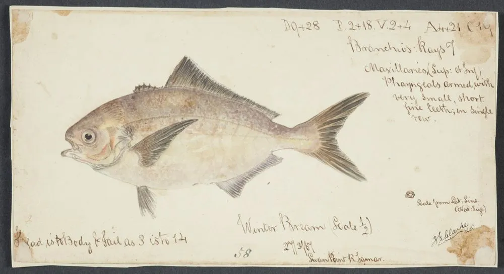 Seriolella punctata (Tas) : Silver warehou | Record | DigitalNZ