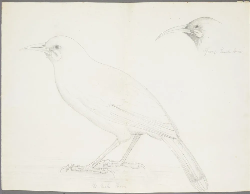 Old male Huia . Young female Huia | Record | DigitalNZ