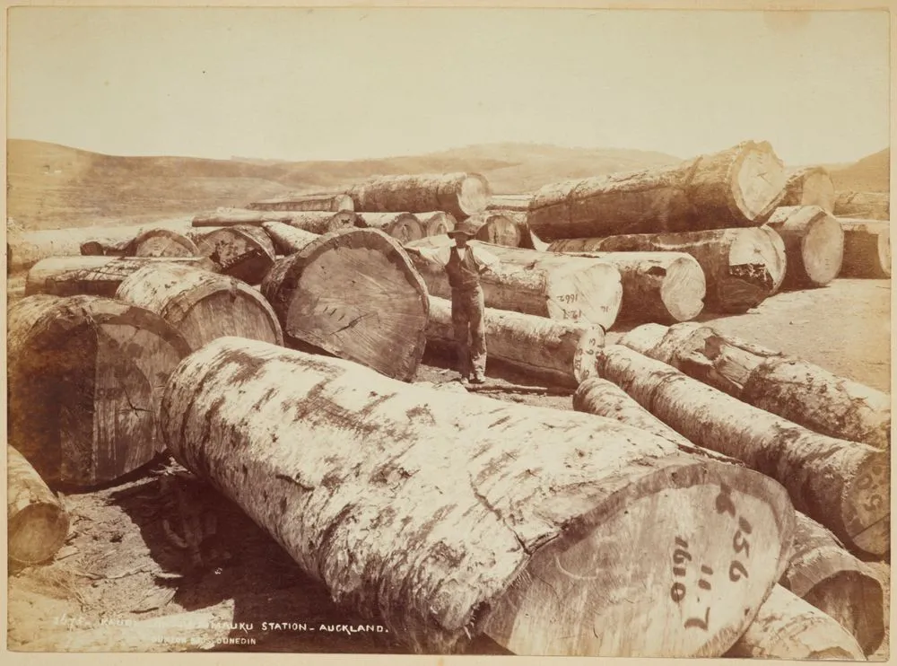 Kauri logs At Waimaku Station - Auckland | Record | DigitalNZ