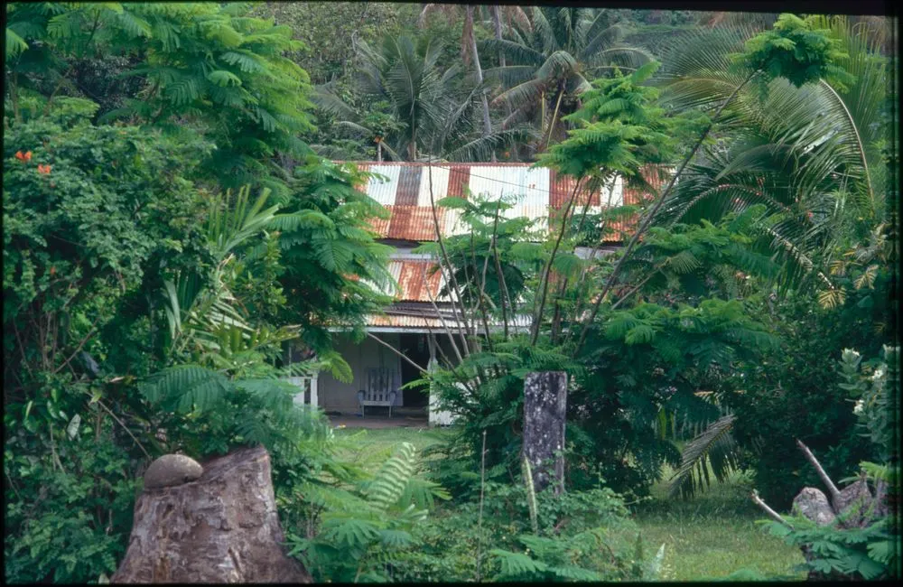 Corrugated iron roof seen through trees. | Record | DigitalNZ