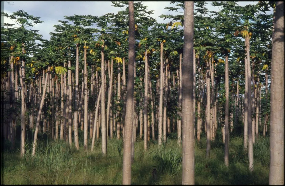 Coconut tree plantation | Record | DigitalNZ