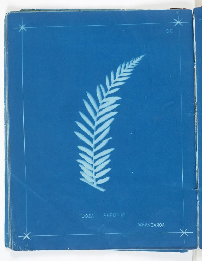 Todea barbara, Whangaroa. From the album: New Zealand Ferns. 148 ...