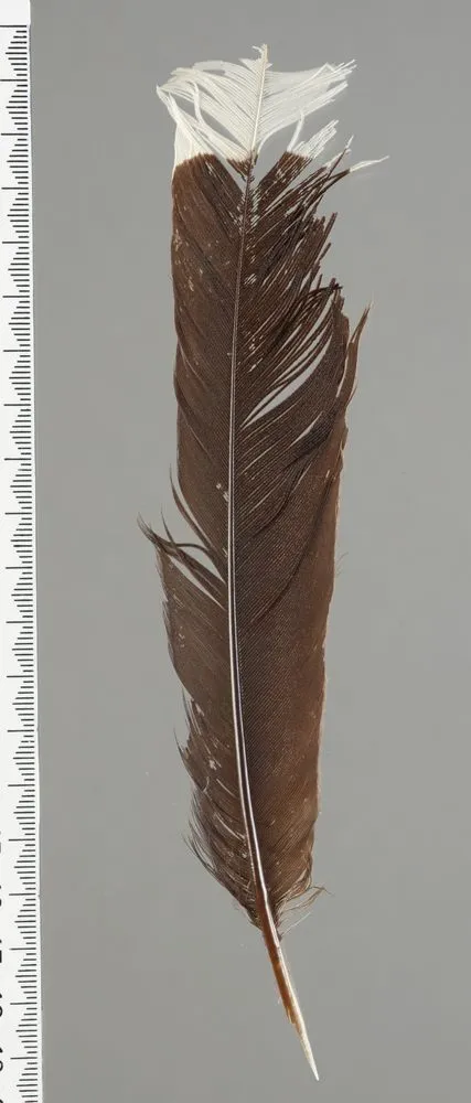 Huia feather | Record | DigitalNZ