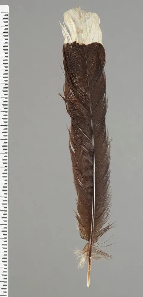 Huia feather | Record | DigitalNZ