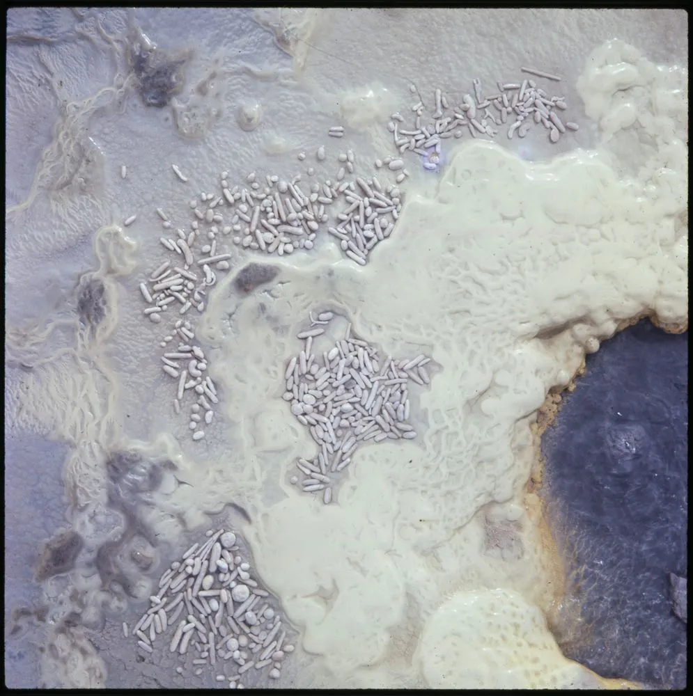 Untitled [Composition of silicated sticks and pine needles at Waiotapu] | Record | DigitalNZ