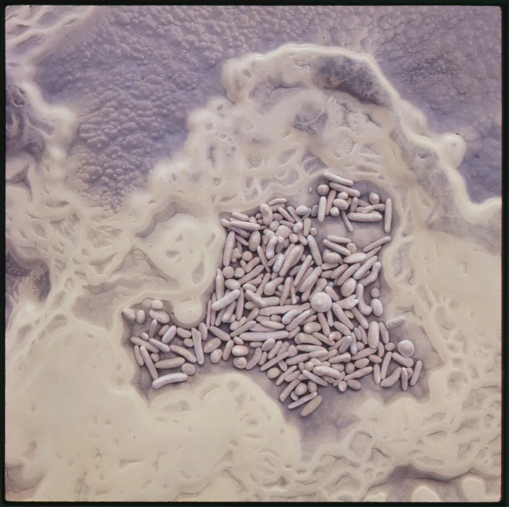 Untitled [Composition of silicated sticks and pine needles at Waiotapu] | Record | DigitalNZ