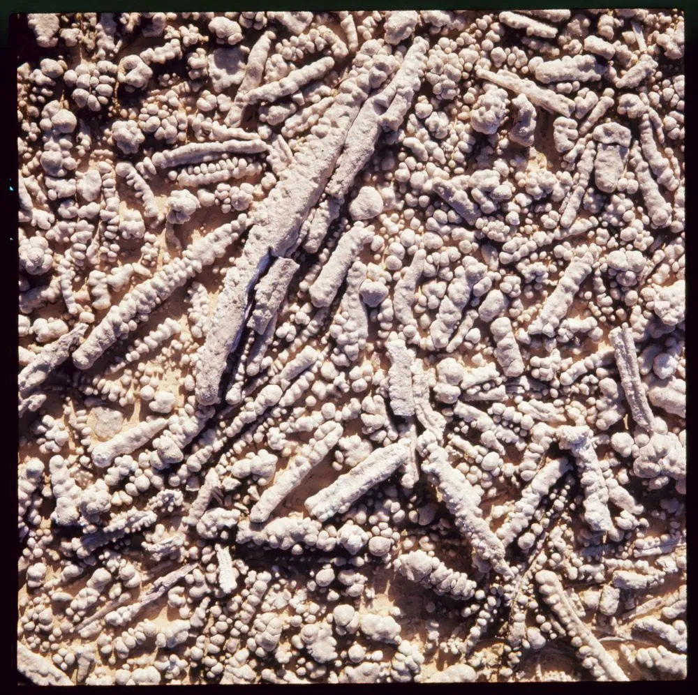 Untitled [Mud & stick pattern] | Record | DigitalNZ