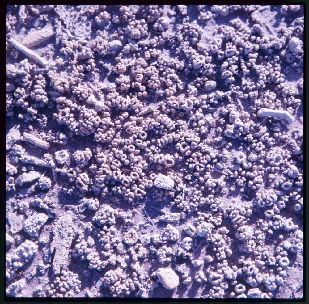 Untitled [Mud & stick pattern] | Record | DigitalNZ