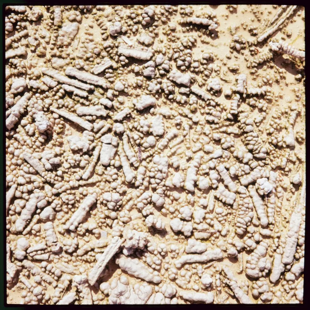 Untitled [Mud & stick pattern] | Record | DigitalNZ