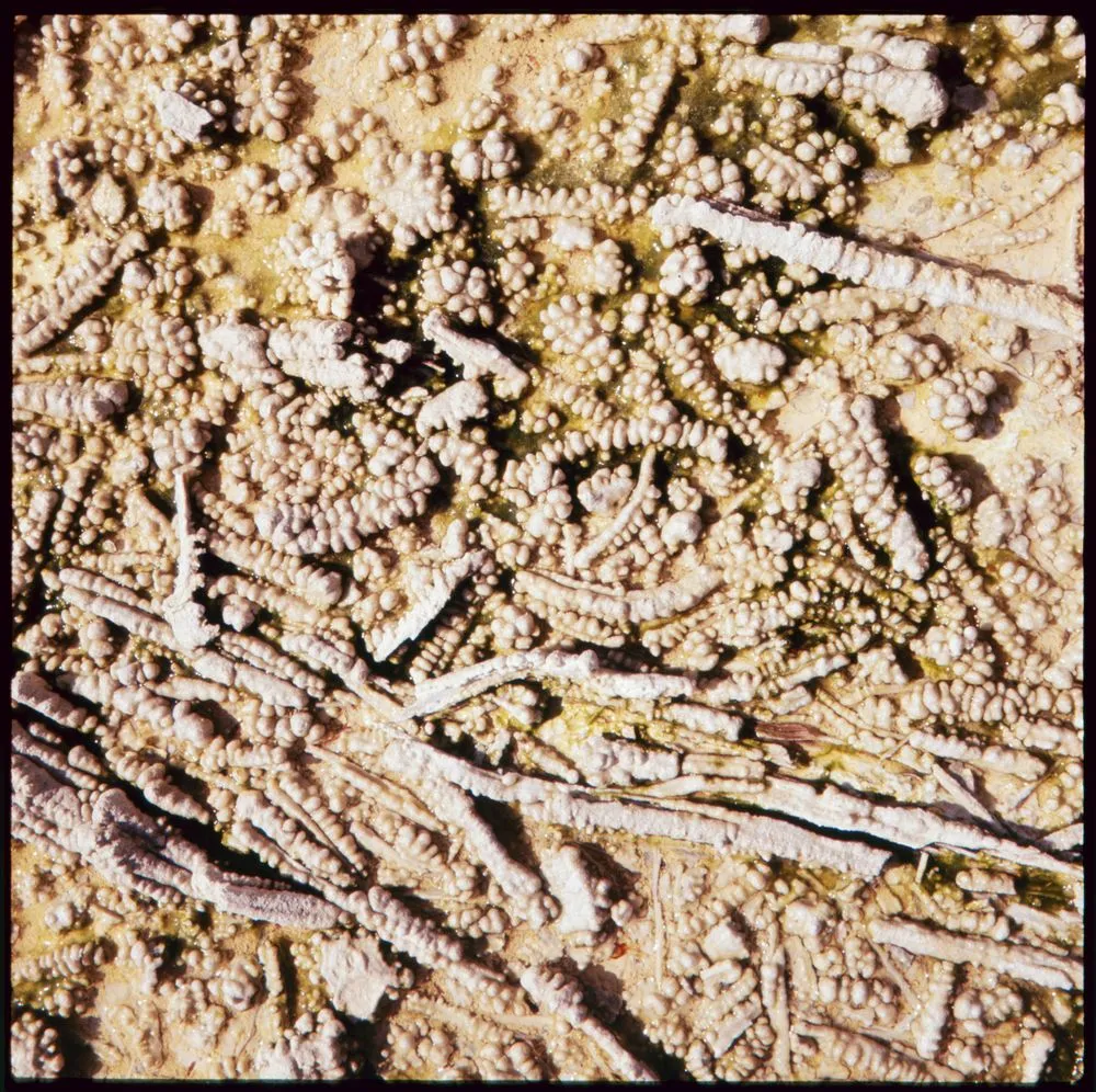 Untitled [Mud & stick pattern] | Record | DigitalNZ