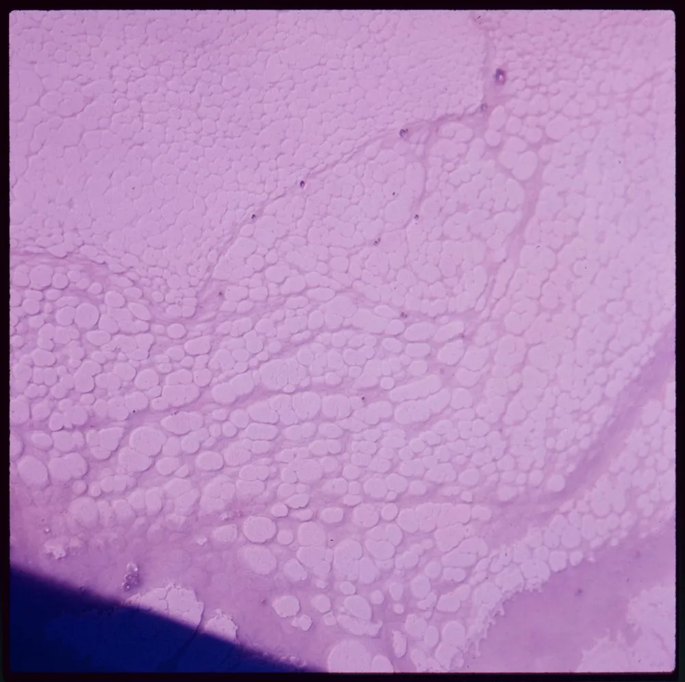 Untitled [Mud & stick pattern] | Record | DigitalNZ