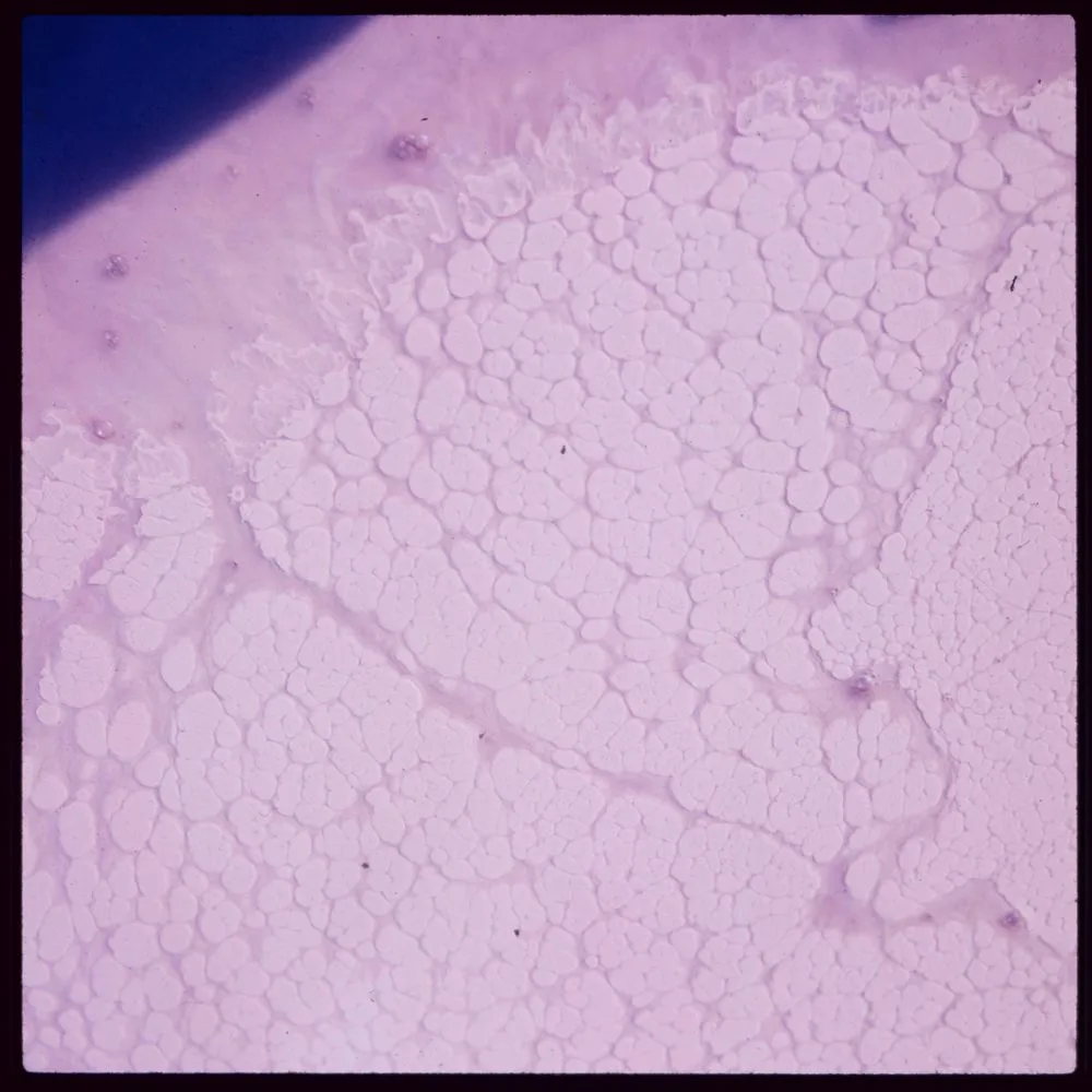 Untitled [Mud & stick pattern] | Record | DigitalNZ