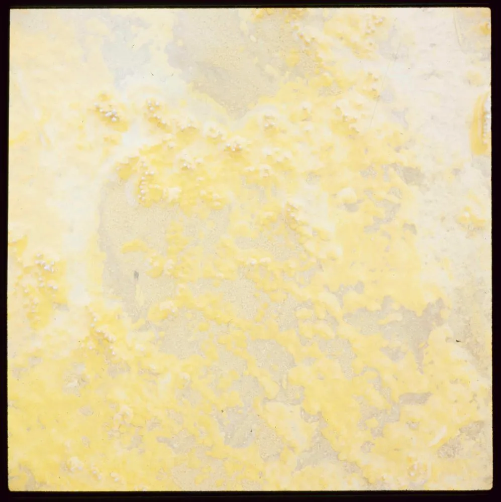 Untitled [Mud & stick pattern] | Record | DigitalNZ